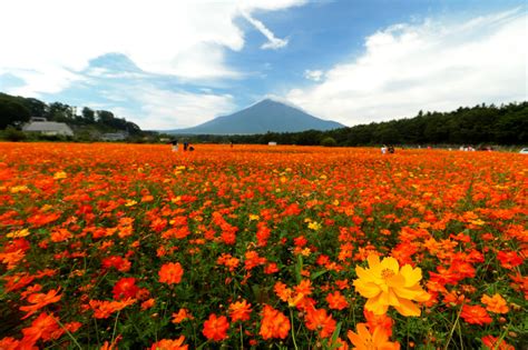 コスモスと富士山 絶景事典