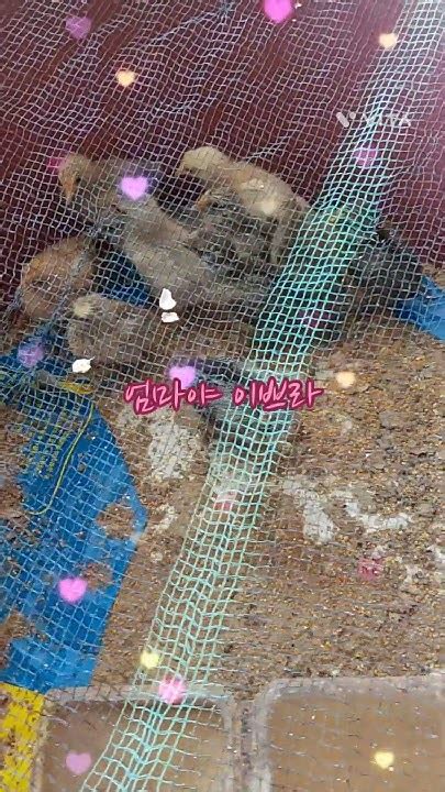 병아리 엄마야이쁘라 Youtube