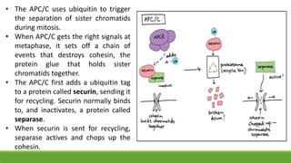 Cellcycle Regulation Pptx