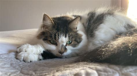 Scooby Nailing The Paws Crossed Pose R Supermodelcats
