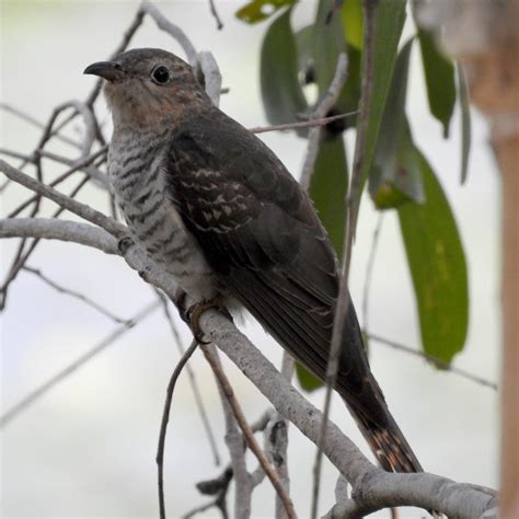 Oriental Cuckoo Cuculus Optatus