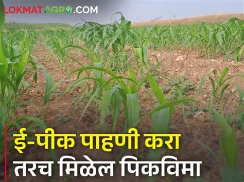 रब्बी हंगामासाठी ई पीक पाहणी सुरु E Peak Pahani Inspection For Rabi