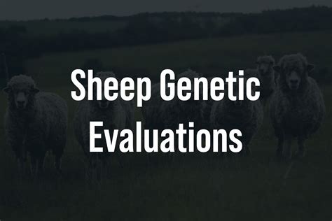 Sheep Genetic Evaluation Agsights