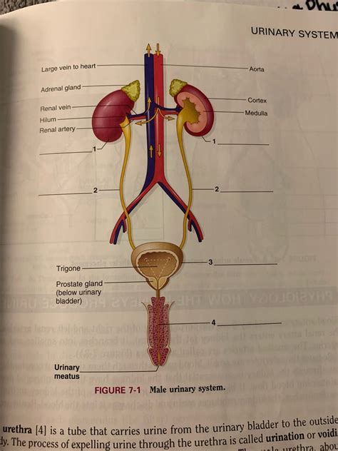 Male Urinary System Diagram Quizlet
