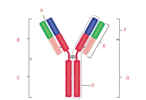 Mibo Exam 4 Flashcards Quizlet