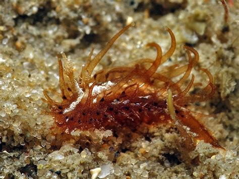 Madrella Ferruginosa Nudibranch Domain