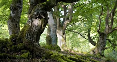 树 绘画参考 绘画素材 花瓣网