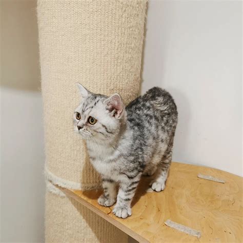 Kot Brytyjski unikat silver tabby gotowy do odbioru Poznań Chartowo