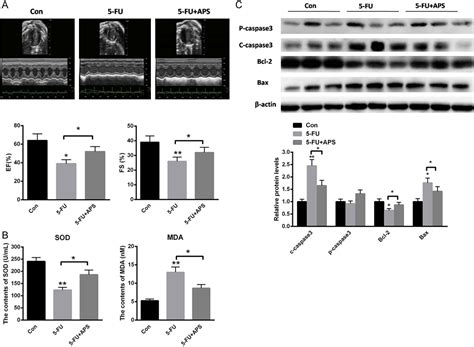 Figure 4 From Astragalus Polysaccharide Protects Cardiomyocytes From 5