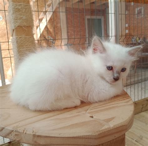 Chaton Sacré de Birmanie mâle disponible en Nouvelle Aquitaine 16