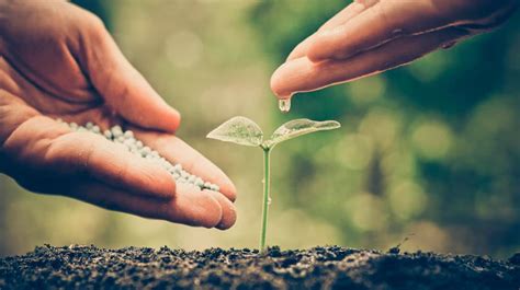 Why Planting In Cremation Ashes Directly Wont Work Bios Urn