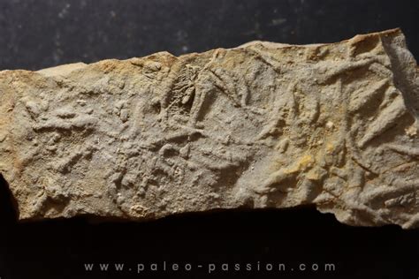 Asteriacites Lumbricalis Trias Beaune France