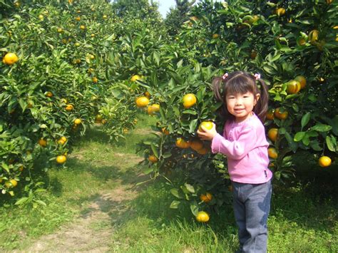 Fruit Picking Experience Nagoya Central Japan Meitetsu