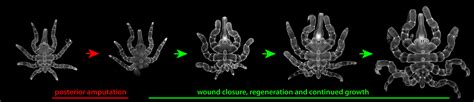Pycnogonid Biology And Evolution