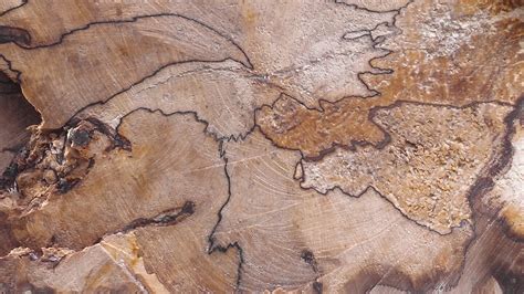 What Can Tree Rings And Black Lines Tell Us Woodland Trust