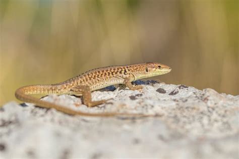 The Italian Wall Lizard Podarcis Sicula In Paklenica Croatia Stock