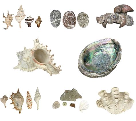 Lot 155 A Collection Of Shells And Fossils