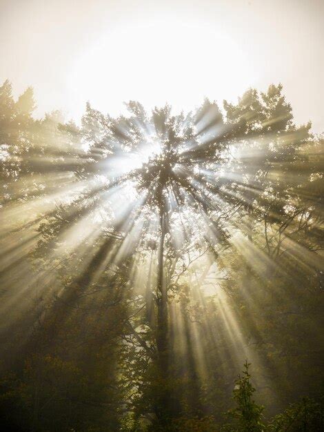 Premium Photo Sunlight Streaming Through Trees In Forest Against Sky