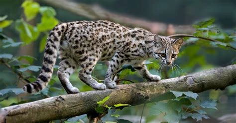 The 10 Smallest Wild Cats And Where You Can Find Them Around The World