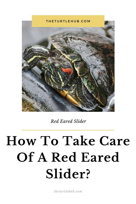 How To Take Care Of A Red Eared Slider Red Eared Slider Turtle Care