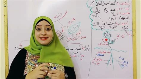 انواع السيقان علوم المفهوم الاول احتياجات النبات الصف الخامس الابتدائى