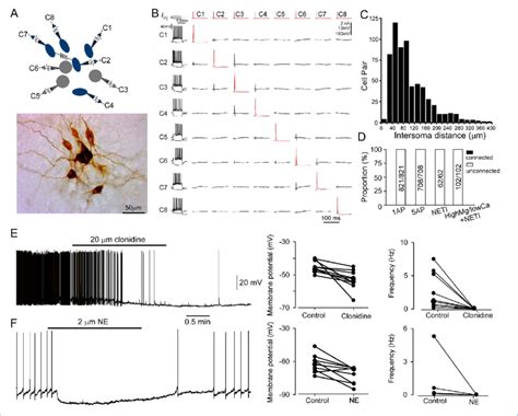 Chemical Transmission Between Lcne Neurons A Simultaneous