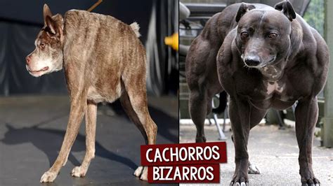 Top 10 Cachorros Que VocÊ NÃo Vai Acreditar Que Existem Youtube