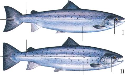 ილიას სახელმწიფო უნივერსიტეტი სამეცნიერო ბლოგები