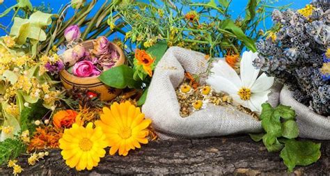 Растения для похудения - список самых эффективных