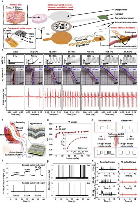 Biomimic And Bioinspired Soft Neuromorphic Tactile Sensory System Applied Physics Reviews