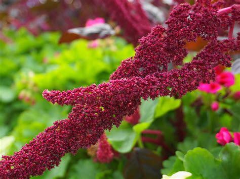 Six Ways To Cook And Serve Leeks Harvest To Table