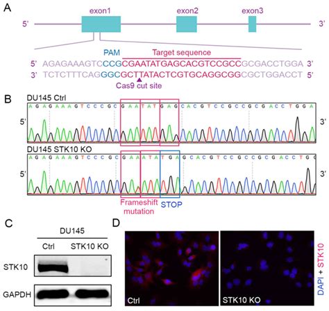 Stk10 Knockout Inhibits Cell Migration And Promotes Cell Proliferation
