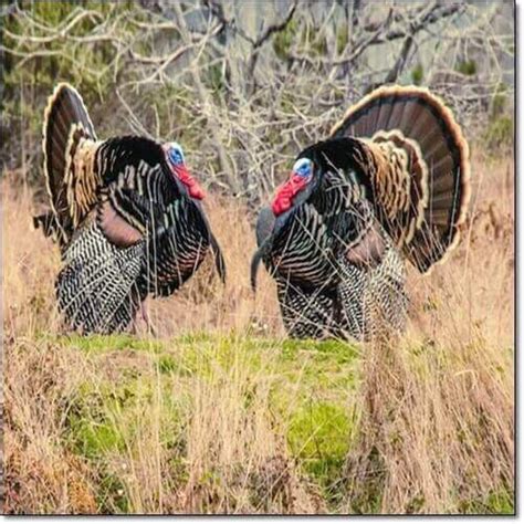 칠면조 효능 및 영양성분 미국 명절 음식인 이유