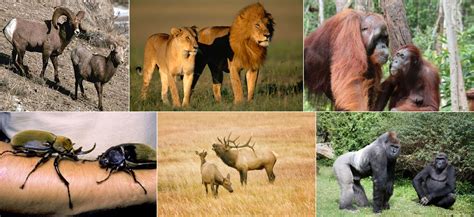 The Hidden Patterns Of Sexual Evolution By Tomas Pueyo