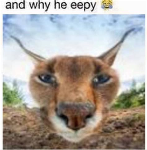 Floppa Eepy And Why He Eepy Know Your Meme