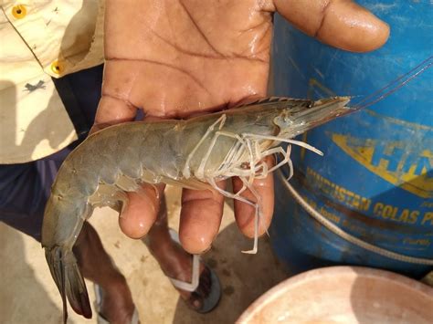 झींगा मछली पालन से कमा सकते हैं लाखों रुपये जानें कितना आसान और