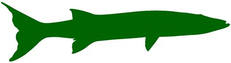 Barracuda Silhouette Free Vector Silhouettes