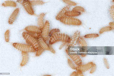 치아 씨앗에 카프라 딱정벌레 저장된 곡물의 Dermestidae 가족 해충 0명에 대한 스톡 사진 및 기타 이미지 Istock