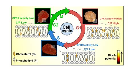 Cell Membrane Cholesterol