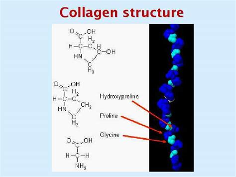 The Structure And Function Of Collagen Hubpages Vrogue Co