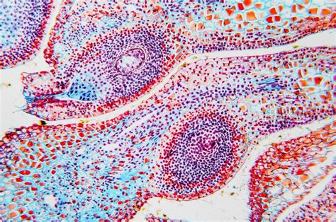 Two Photon Microscopy A Guide