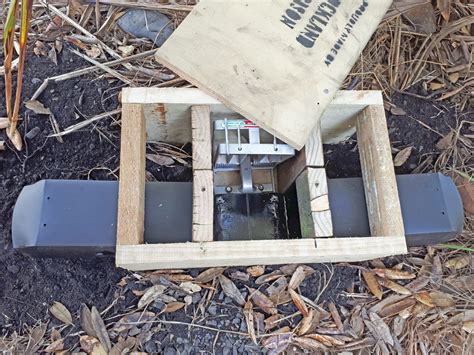 From The Dawn Chorus Archives Rat Tracks At Hobbs Beach Spark Huge