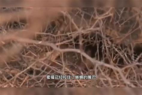 蜜獾正在啃咬蜥蜴谁知蜥蜴竟然溜了气的平头哥哇哇大叫 蜥蜴