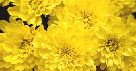 폰카로 표현하기 어려운 노란색 Dvdprime