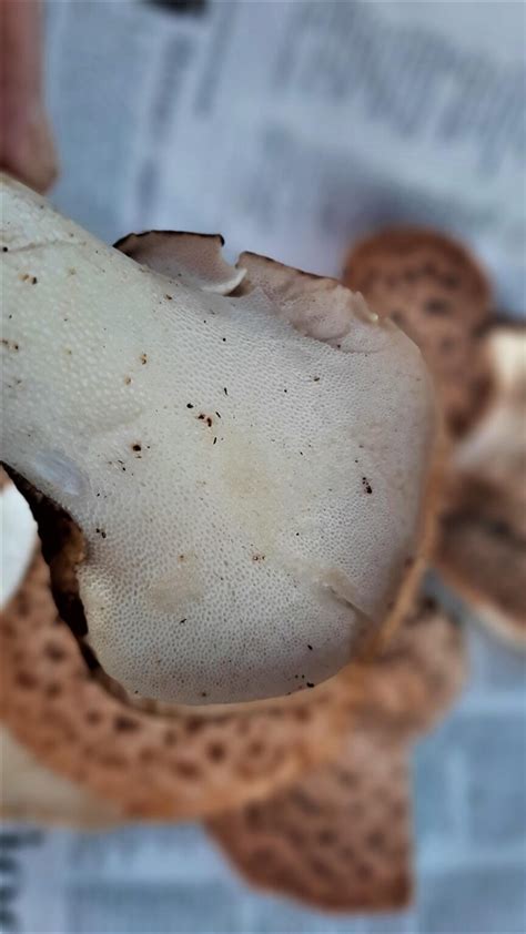 Dryads Saddle Lookalikes Foraging And Harvesting Mushroom