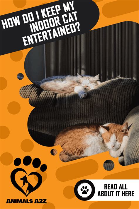 How Do I Keep My Indoor Cat Entertained Detailed Answer