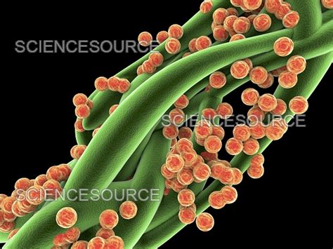 Staphylococcus Aureus Mrsa Bacteria Stock Image Science Source Images