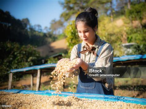커피 생산 꿀 공정의 자연 태양 건조 전구 제거 및 태국 치앙마이에서 건조하고 프리미엄 품질의 커피를 위해 달콤한 상태로 유지 30 34세에 대한 스톡 사진 및 기타 이미지