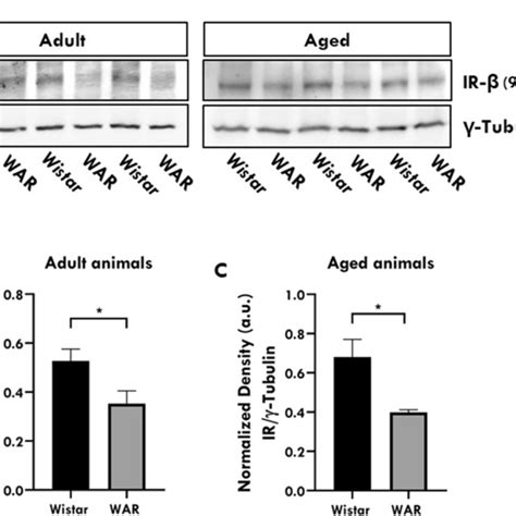 Western Blot Wb Analysis Of Phosphorylated Ptau And Total Tau Tau