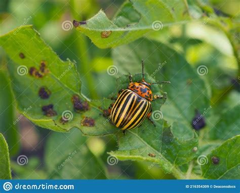 Colorado Beetle Sitting On A Pitted Potato Leaf Focus On The Pest`s